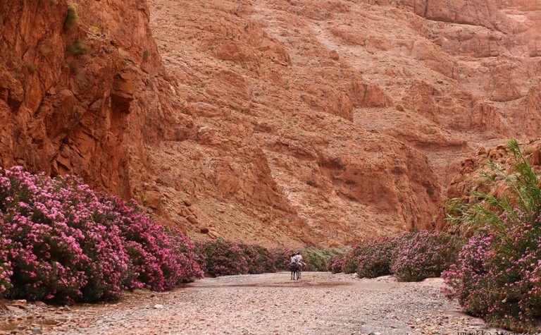 The Valley of Roses & Other Attractions in Morocco – Nabeel Rashid Official